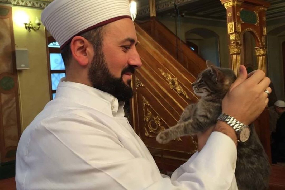 Catstantinople: Imam welcomes stray cats into Mosque to keep them warm ...